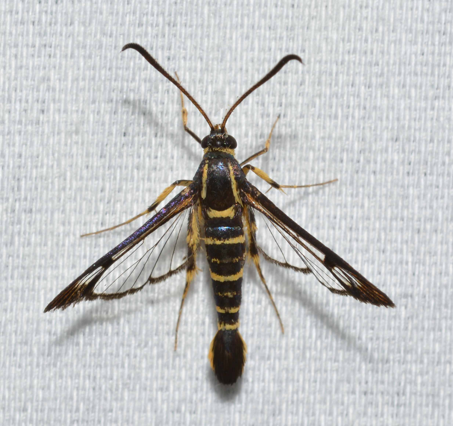 Chemical care: Bored to death | Total Landscape Care