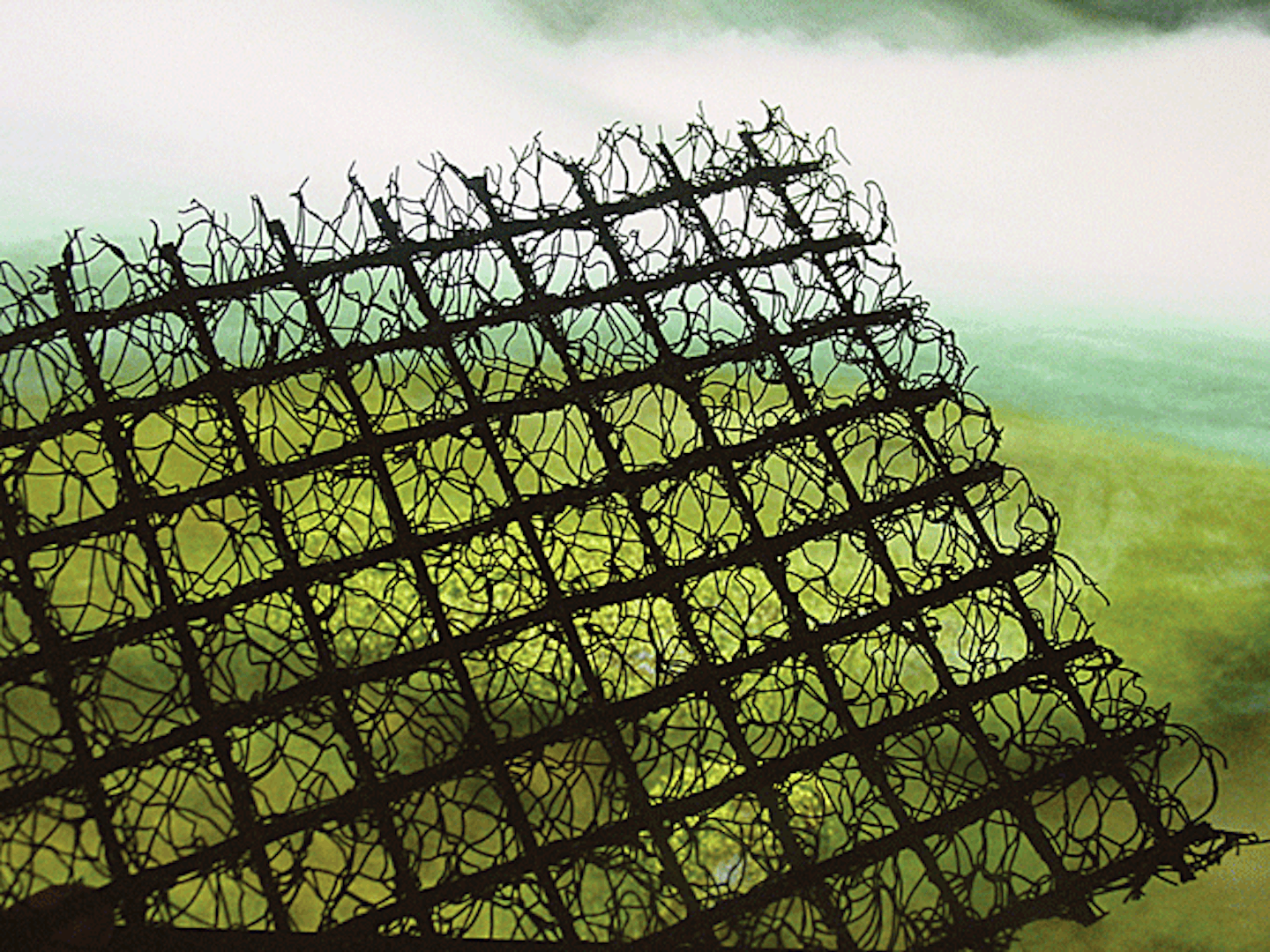 Hydrate Plants | Total Landscape Care