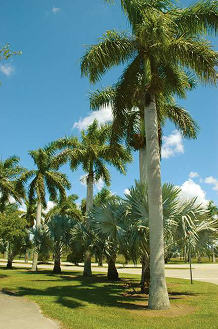 How to care for palm trees | Total Landscape Care