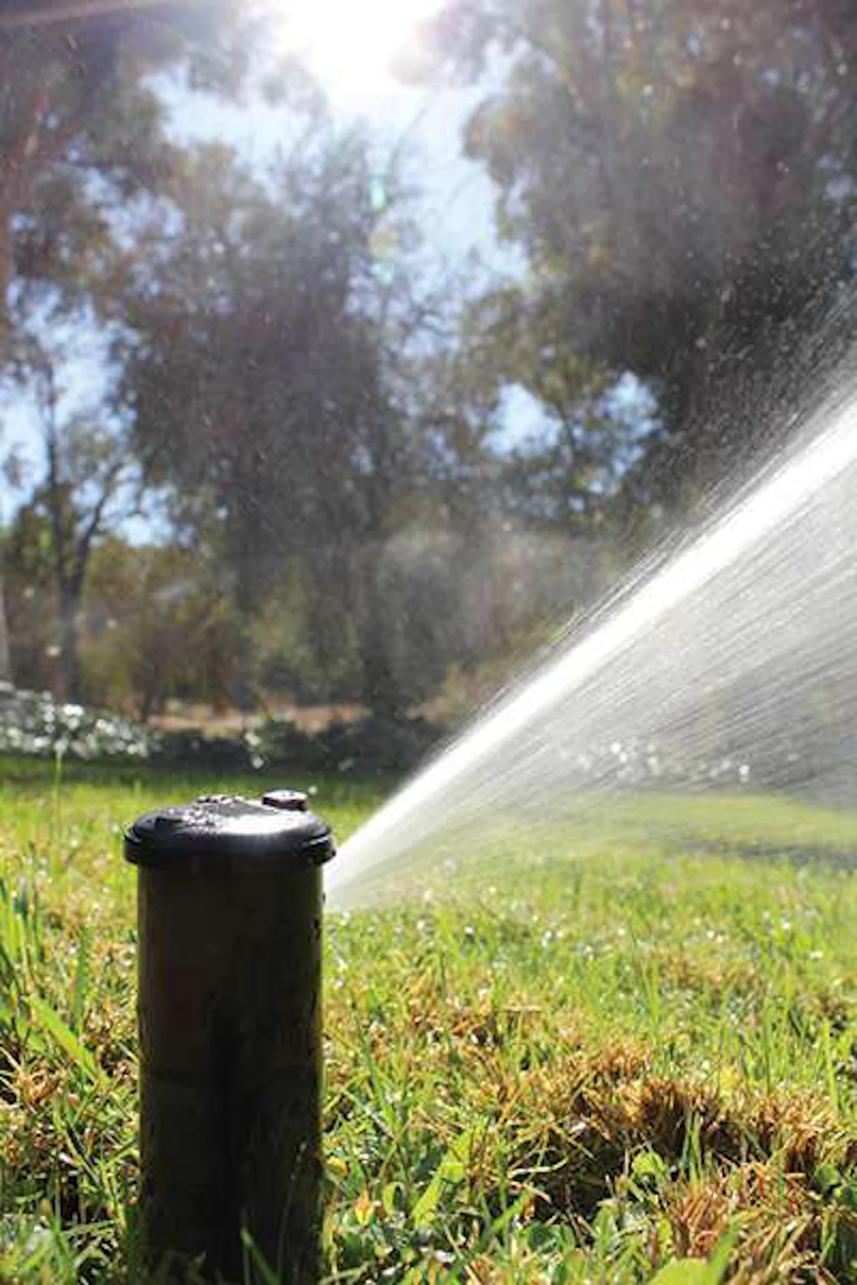 10 tips for summer irrigation | Total Landscape Care
