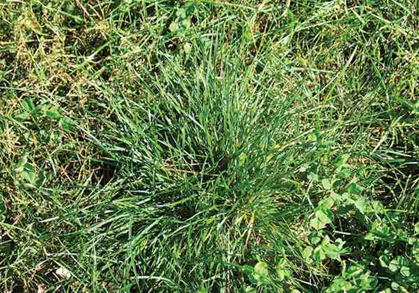 When Turf Goes A-Rye | Total Landscape Care