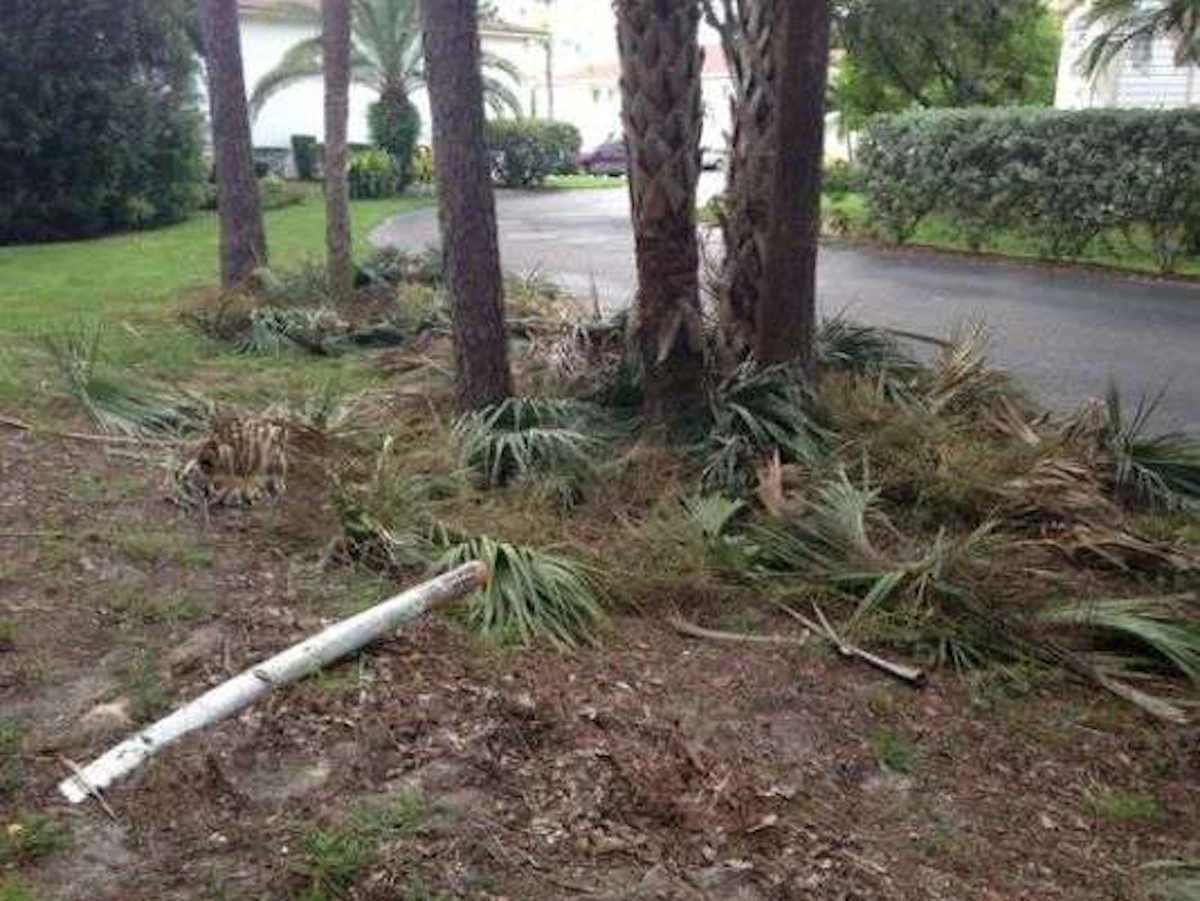Two Florida Workers Electrocuted while Trimming Palm Trees | Total ...