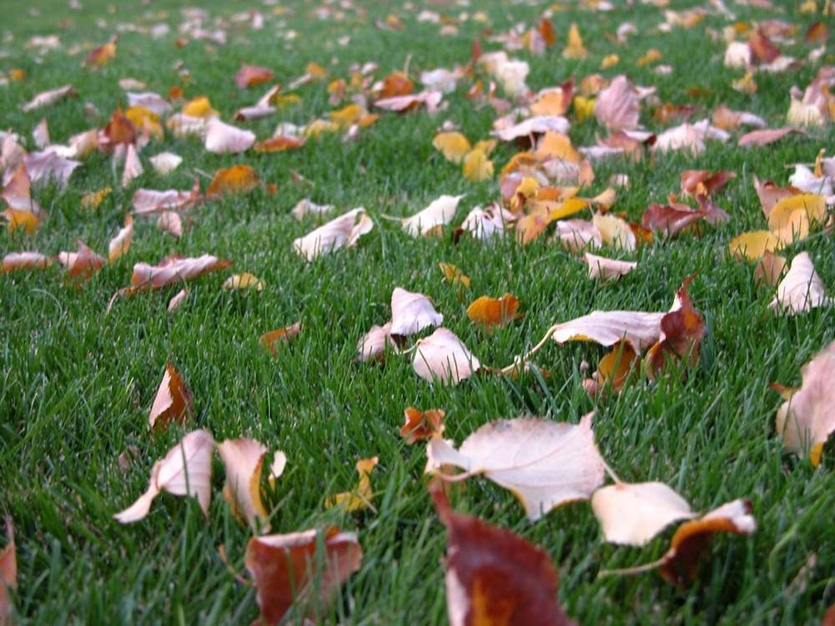 How to prep lawns for late fall, early winter pests | Total Landscape Care
