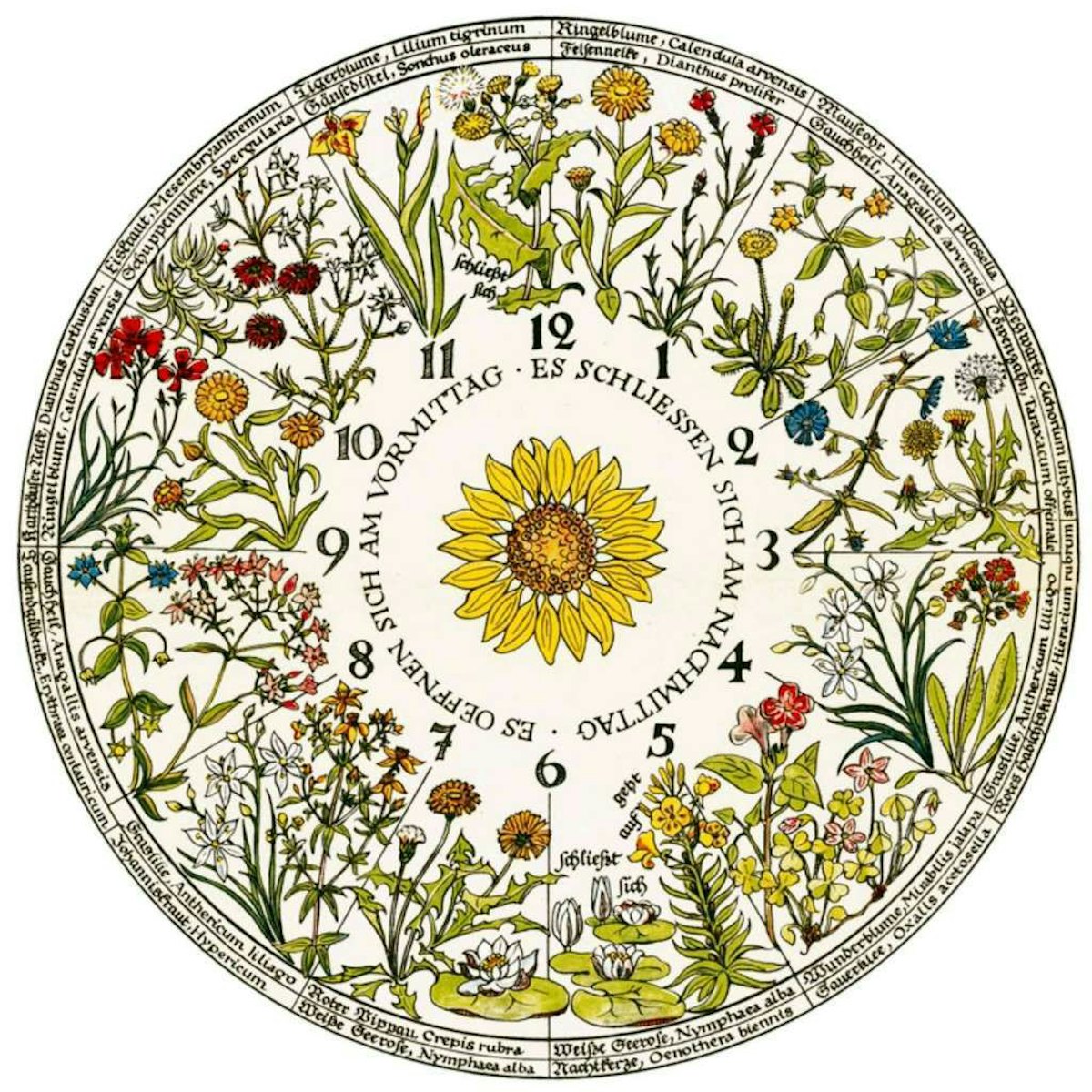 Flower clocks: What bloomin’ time is it, anyway? | Total Landscape Care