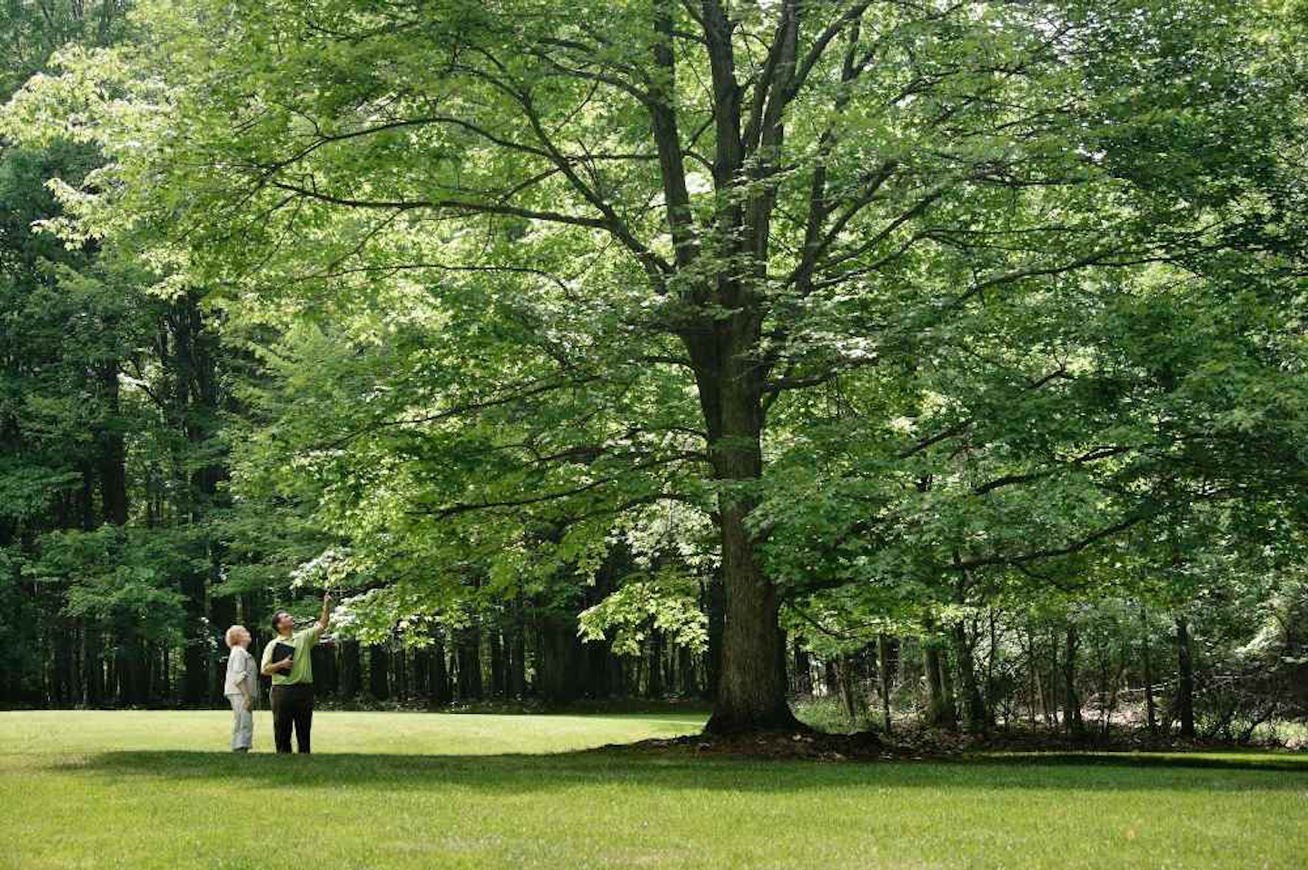 Earth Day puts spotlight on beauty, benefits of trees | Total Landscape ...