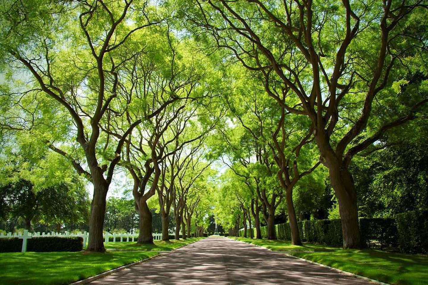 University of Illinois: Decrease stress with exposure to trees | Total ...