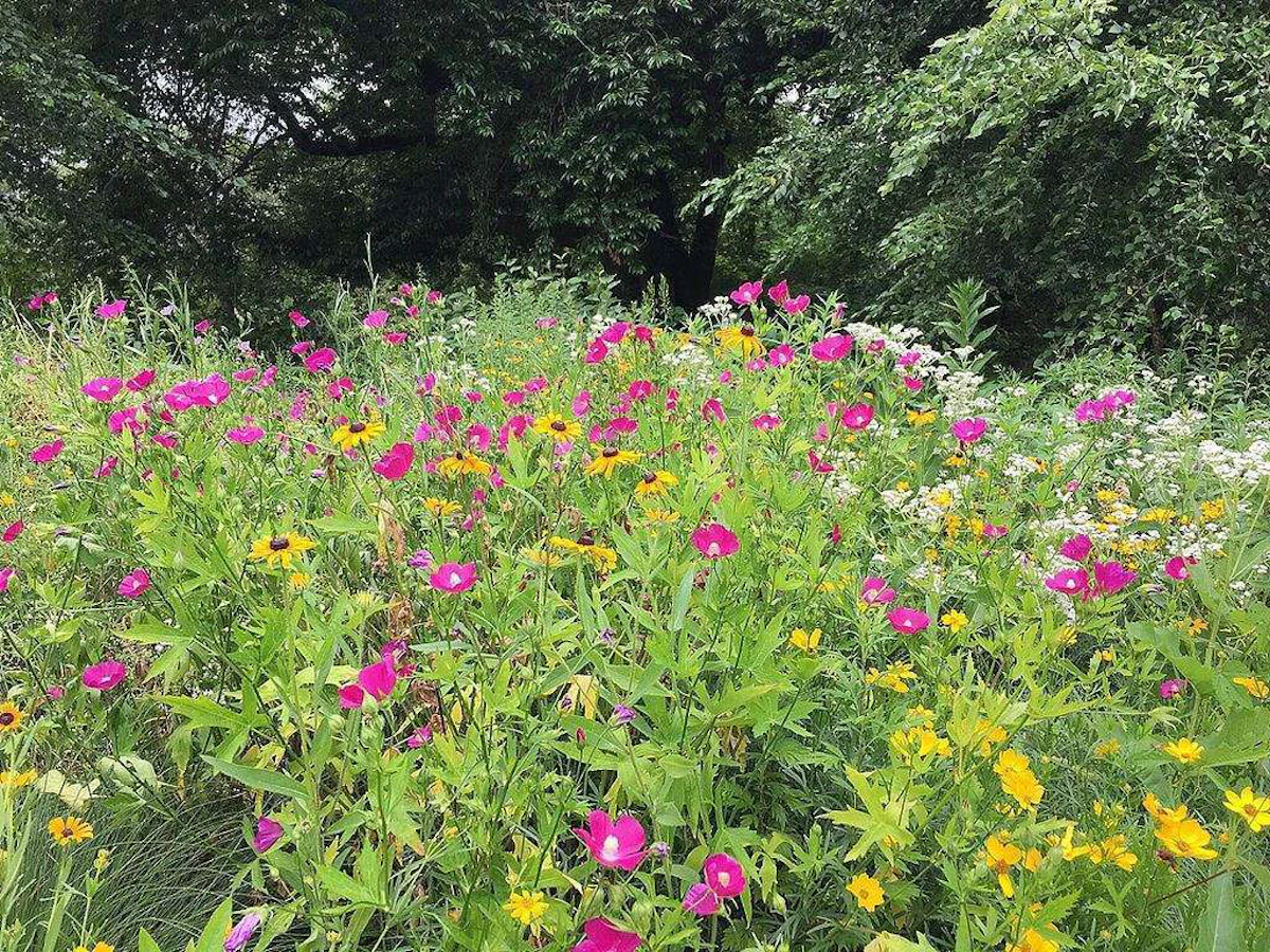 How to create a wild landscape without it looking like weeds | Total ...