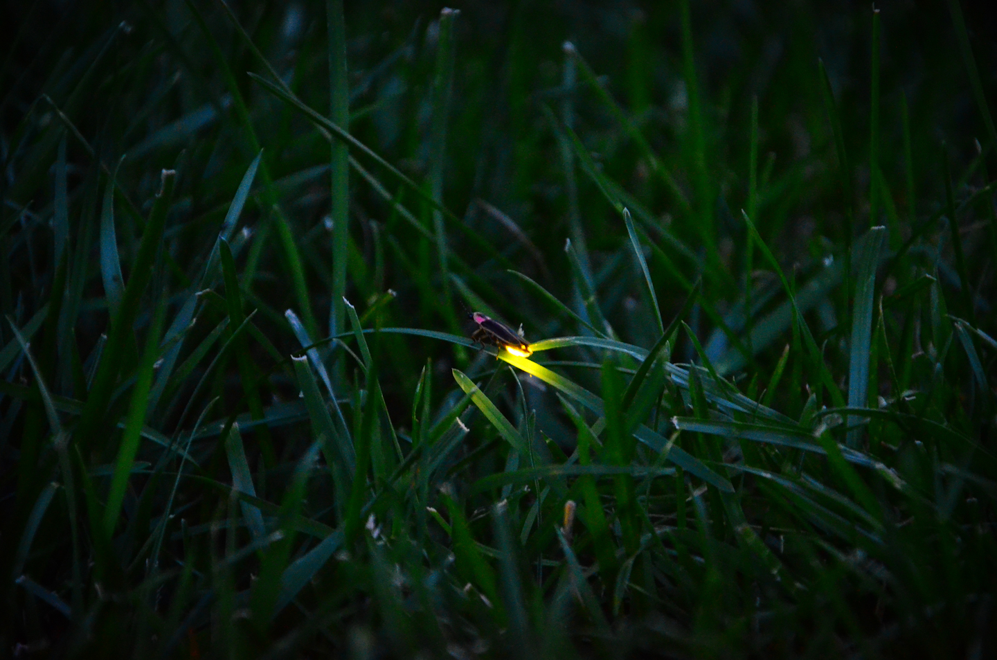 Overabundant lighting is affecting firefly population | Total Landscape ...