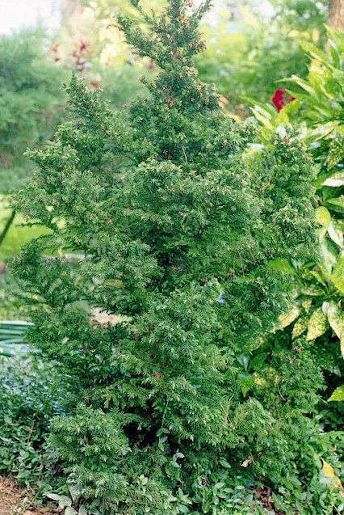 Five evergreen that provide great winter interest | Total Landscape Care