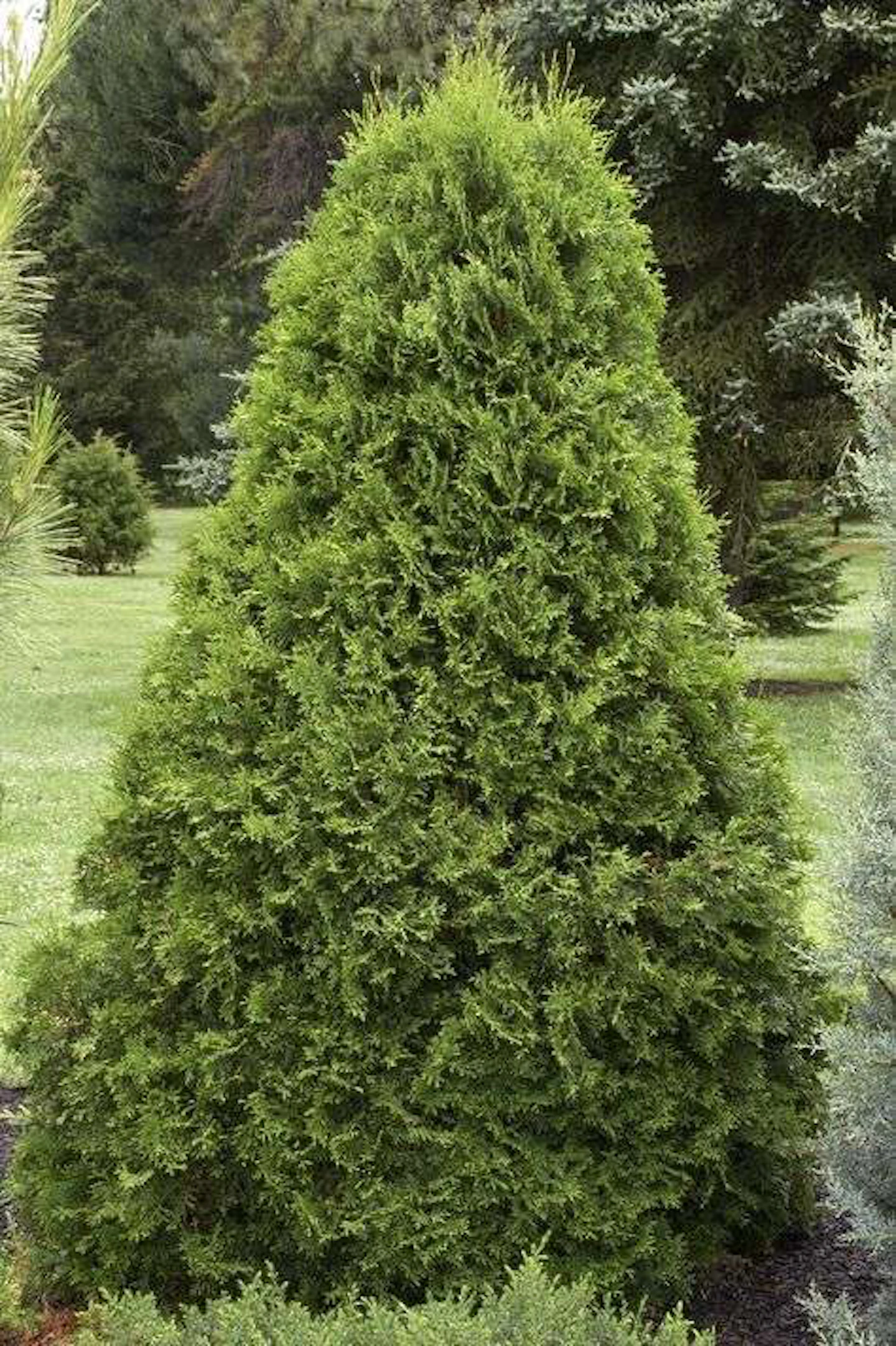 Five evergreen that provide great winter interest | Total Landscape Care