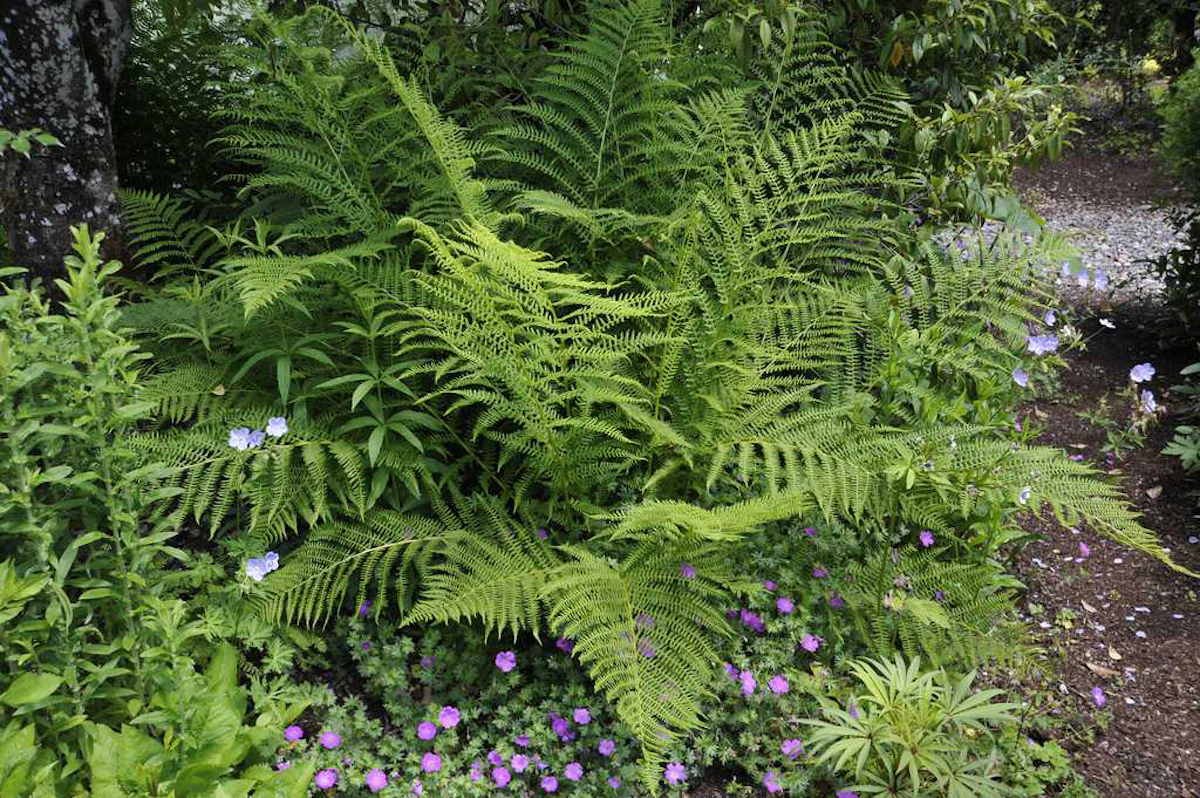 Fun design options for landscaping with ferns | Total Landscape Care