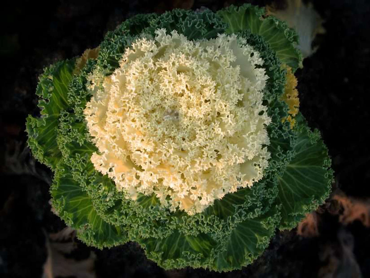 Brassica vegetable family rules various edibles | Total Landscape Care