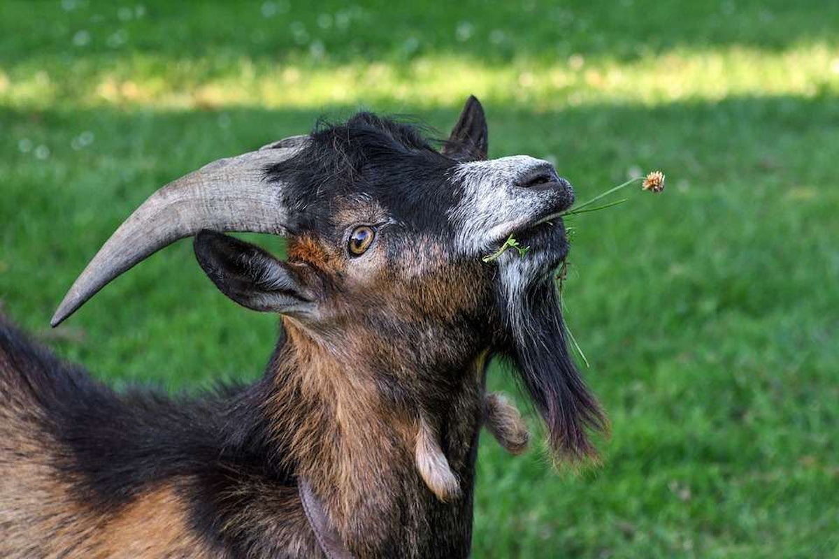 Goatscaping program dies off as goats disappear | Total Landscape Care