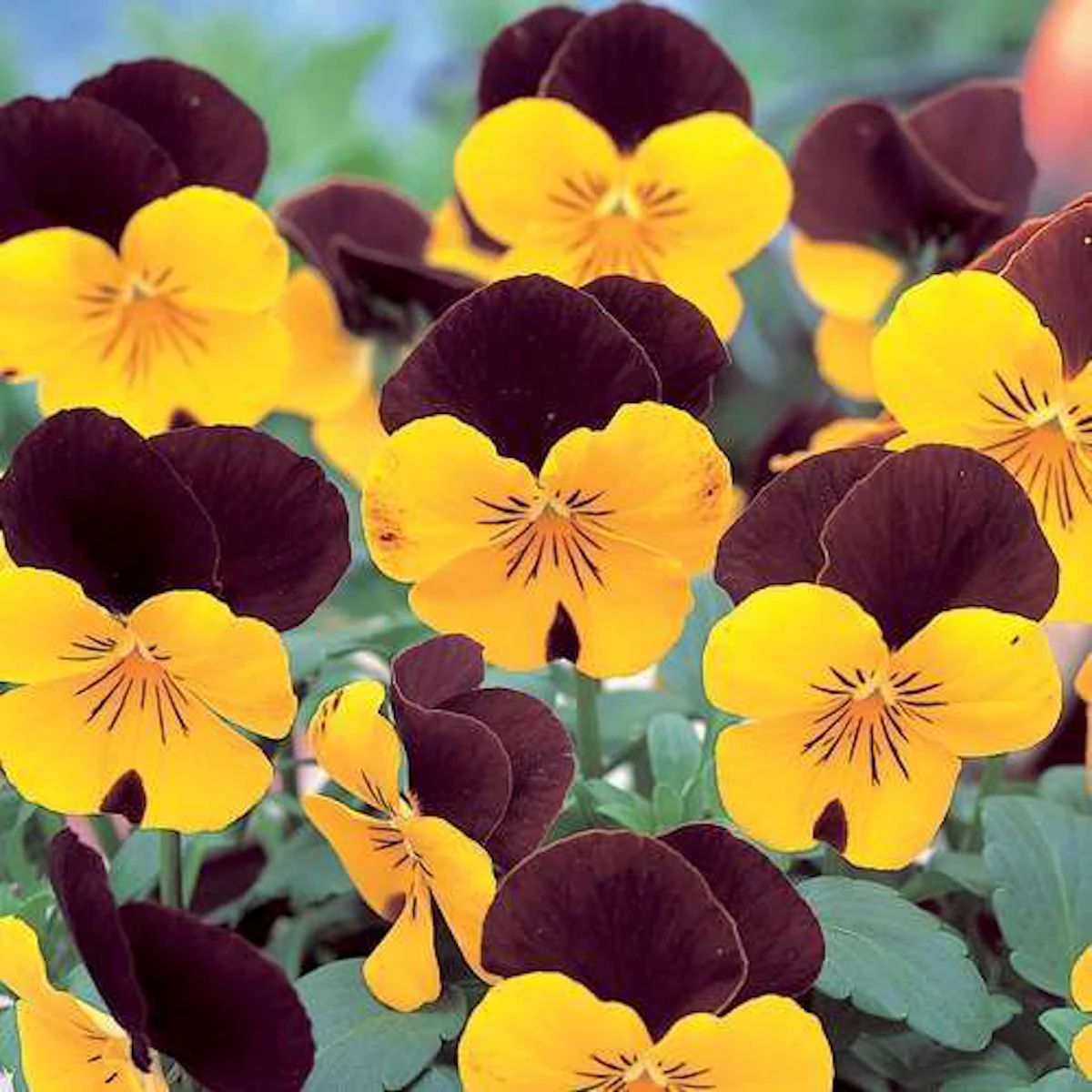 Fall pansy colors certain to please customers | Total Landscape Care