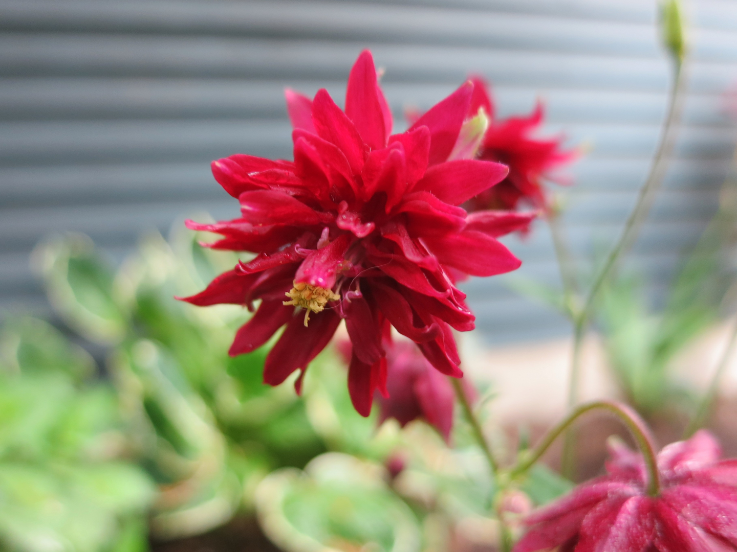 July themed gardens create a bright ruby sight to see | Total Landscape ...