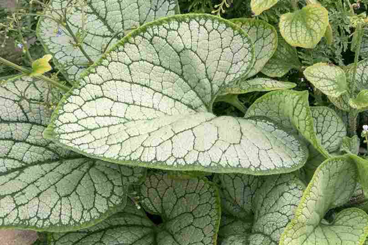 Prolonging the variegated plant look, slowing reversion | Total ...