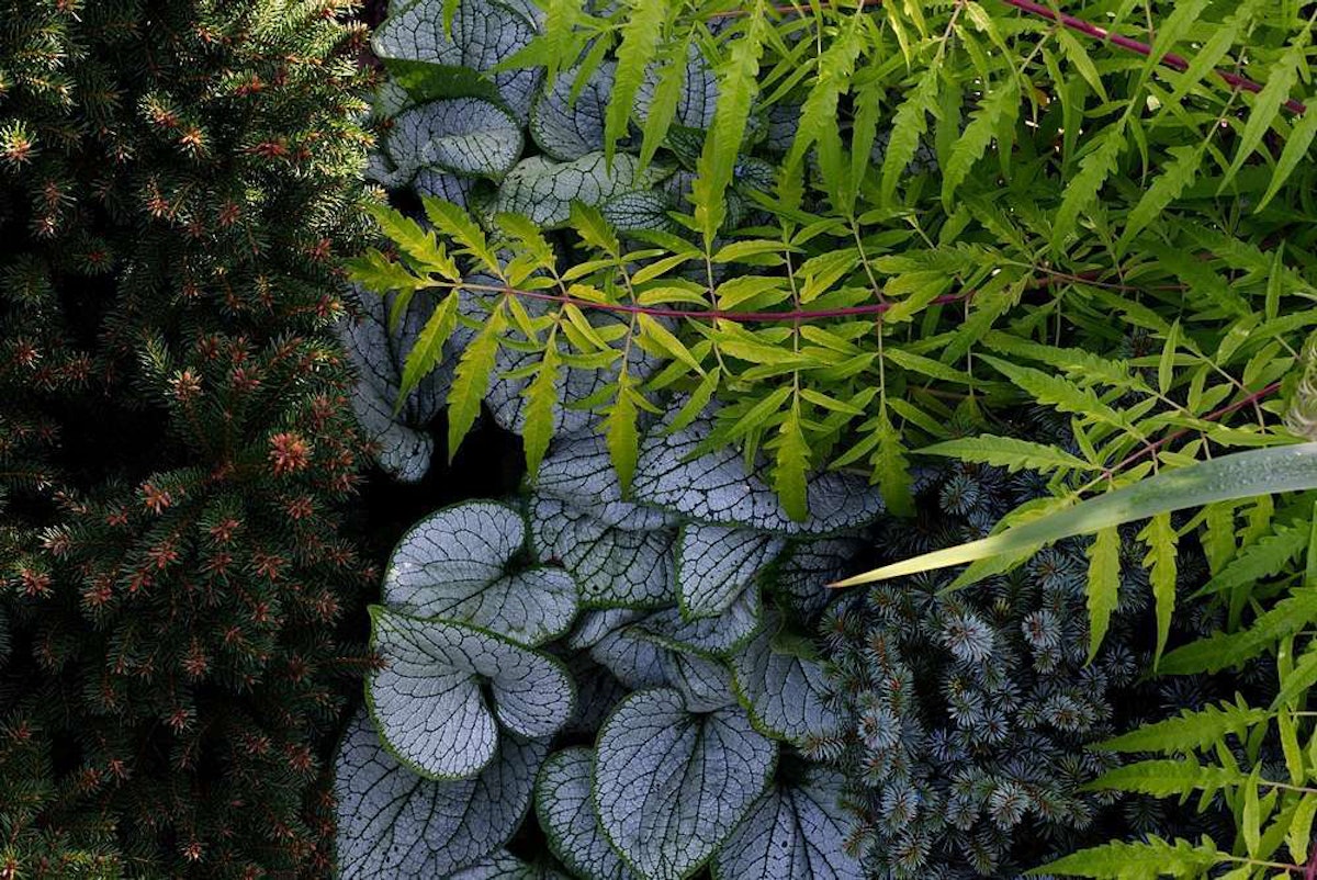 Substitutions for plant combinations that you need to know | Total ...