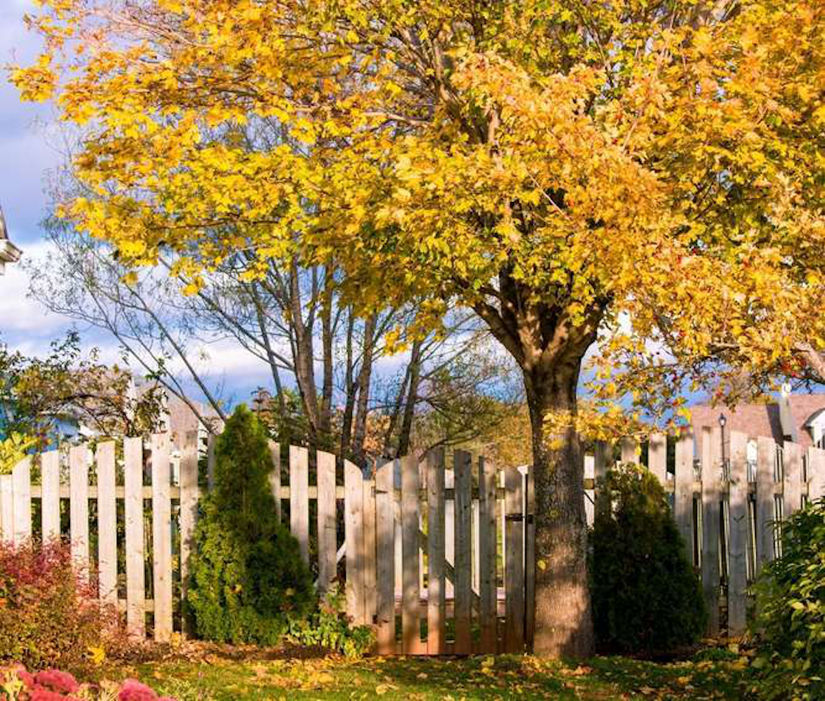 How to choose shade trees for your customer's landscape | Total ...