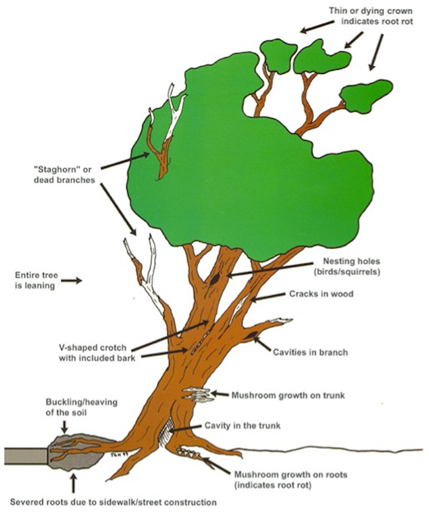 Identifying and Caring for Hazardous Trees | Total Landscape Care