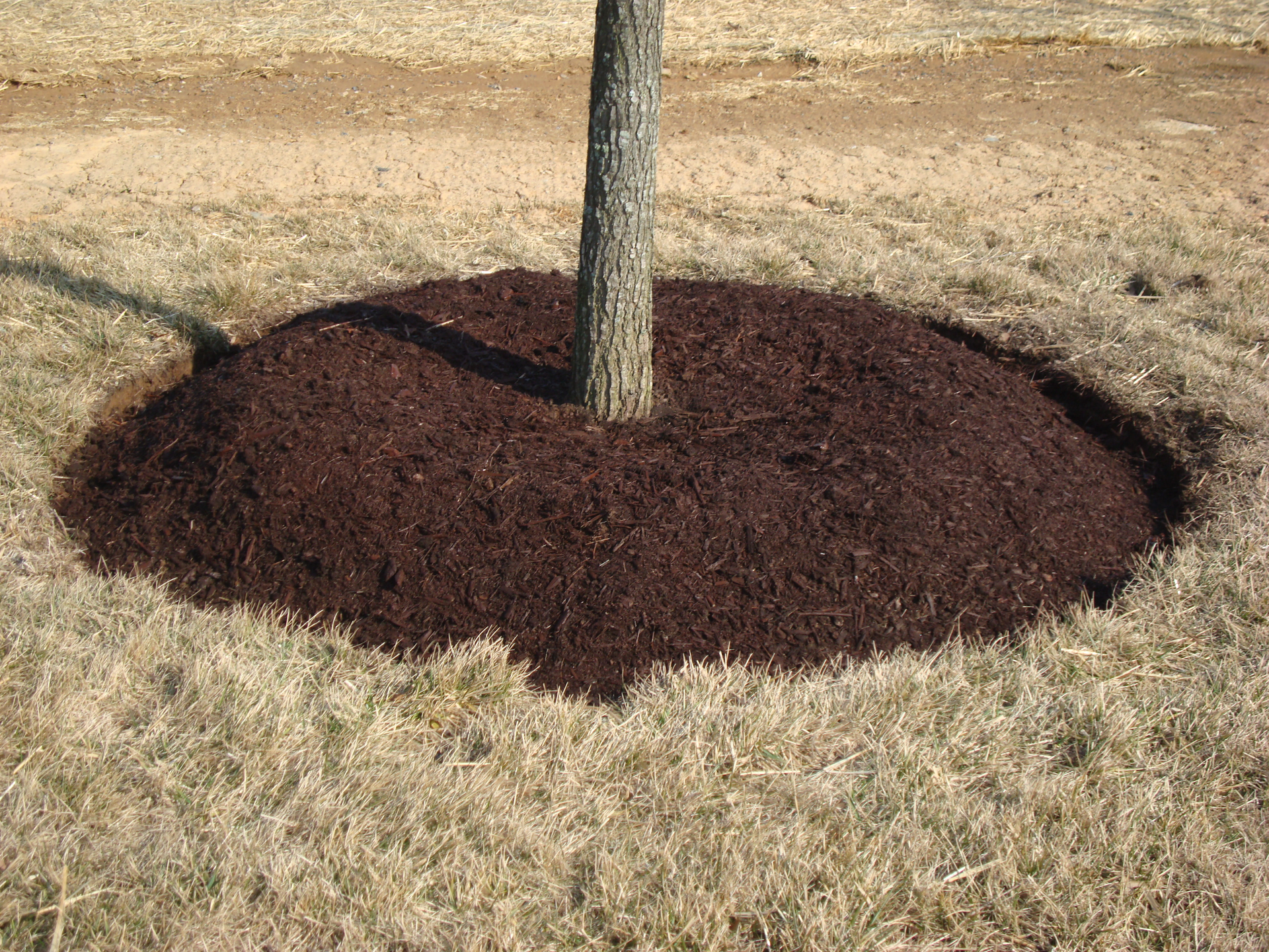 De-mulching an over-mulched landscape | Total Landscape Care