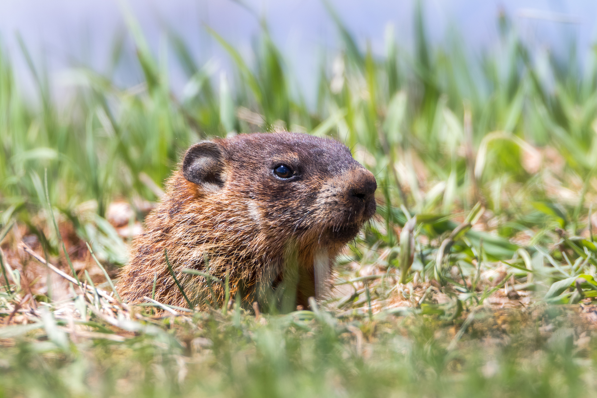 How to get rid of underground pests | Total Landscape Care
