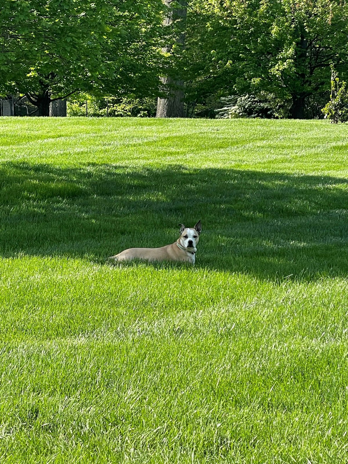 The TurfMutt Foundation identifies the top backyarding trends for 2025 ...